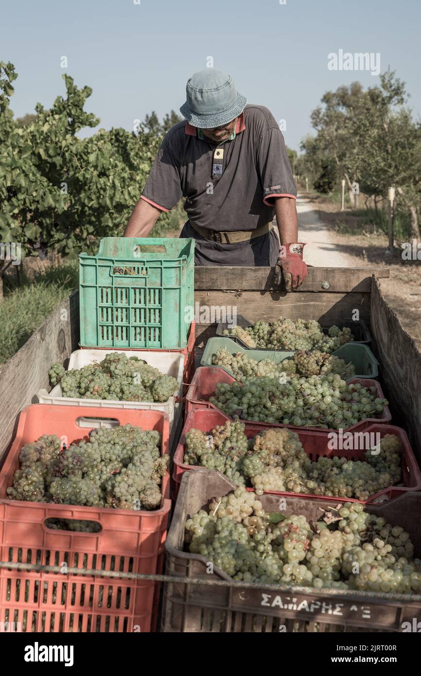Cultivating grapes in vineyard, Greece Stock Photo - Alamy
