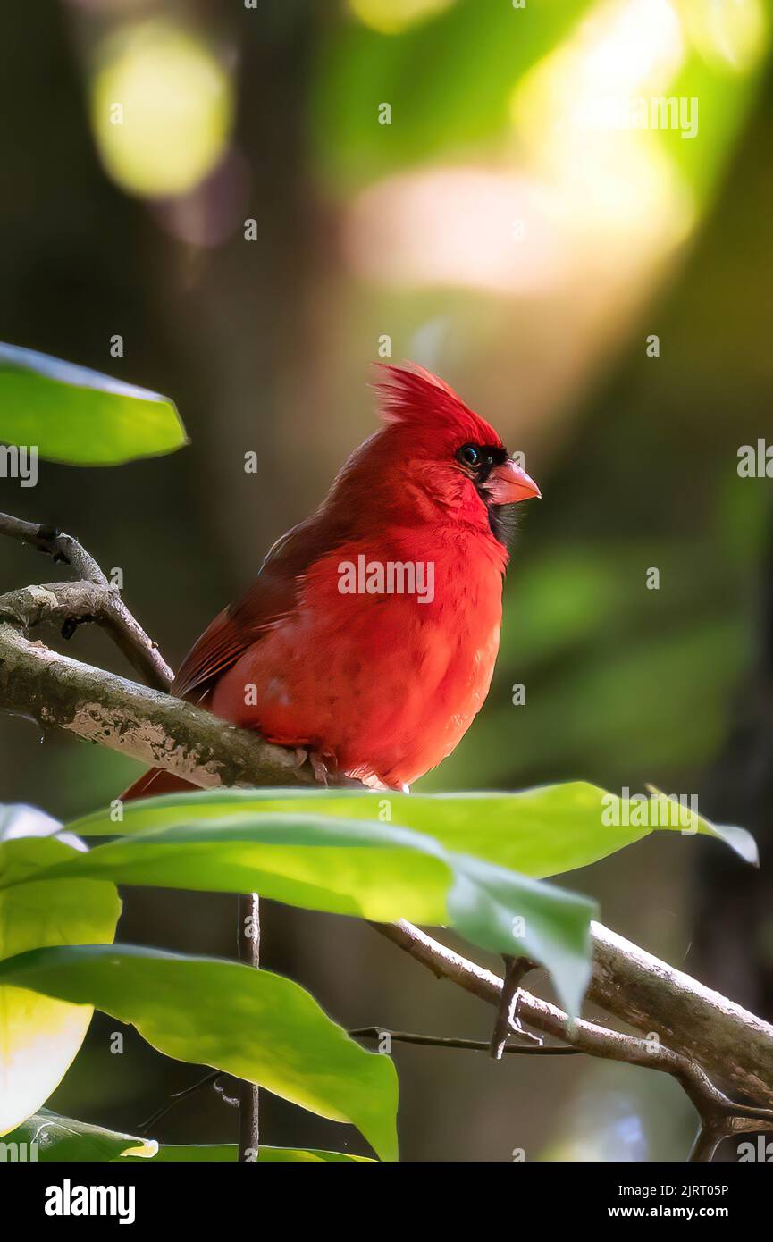 A vertical shot of a northern cardinal on the branch of a tree Stock ...