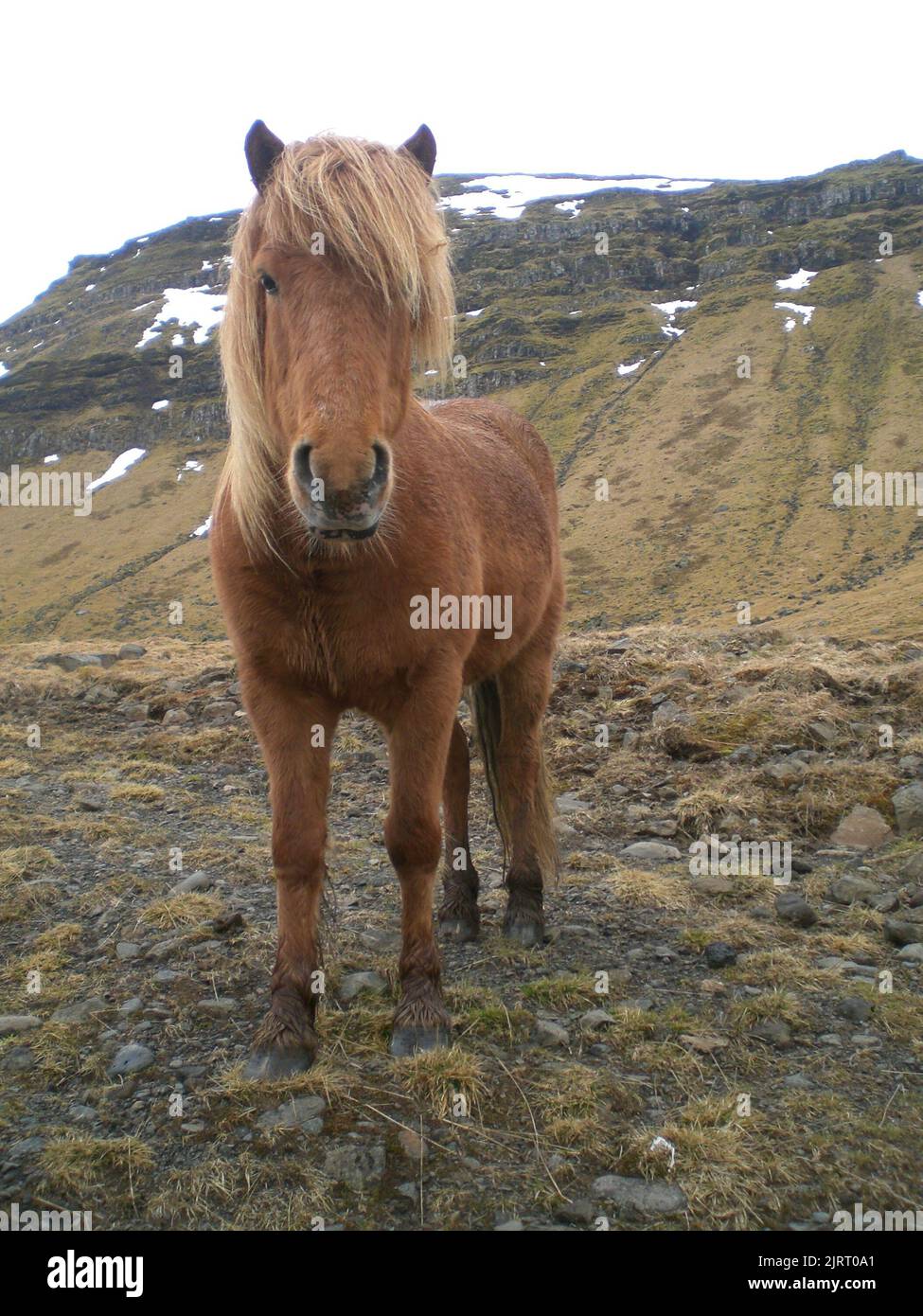 Islandpferd fuchs hi-res stock photography and images - Alamy