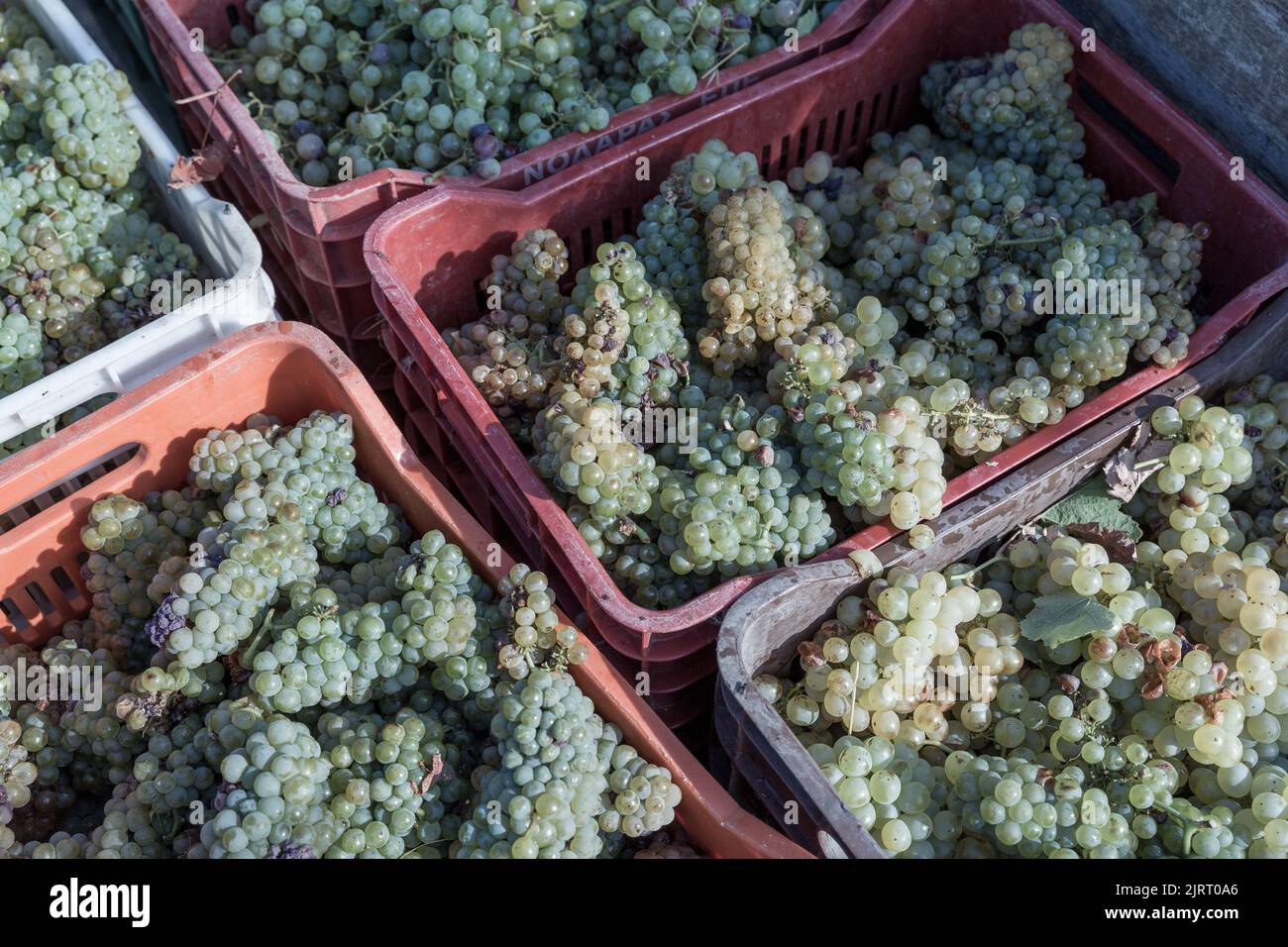 Growing grape vines hi-res stock photography and images - Alamy