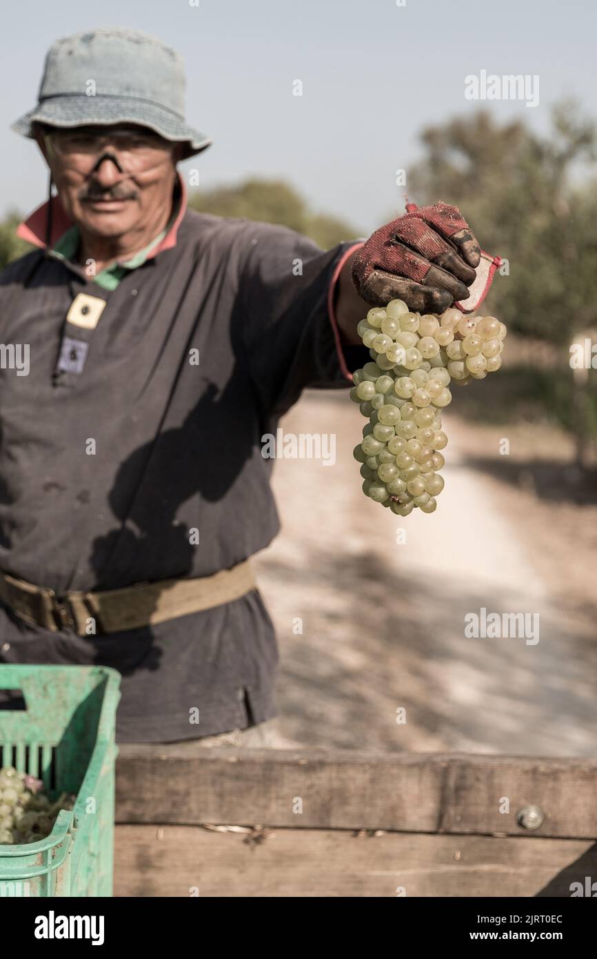 Cultivating grapes in vineyard, Greece Stock Photo - Alamy