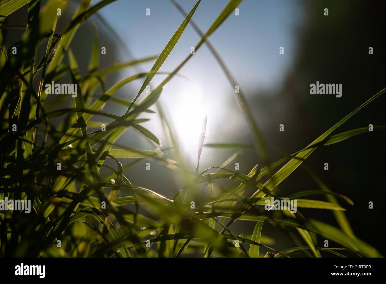 Grasses or crops with direct sunlight at sunset. Nature or environment ...