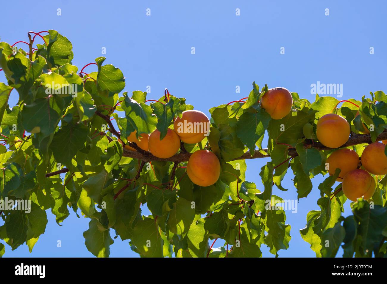 Apricots on the tree. Summer fruits background photo. apricot tree with ...