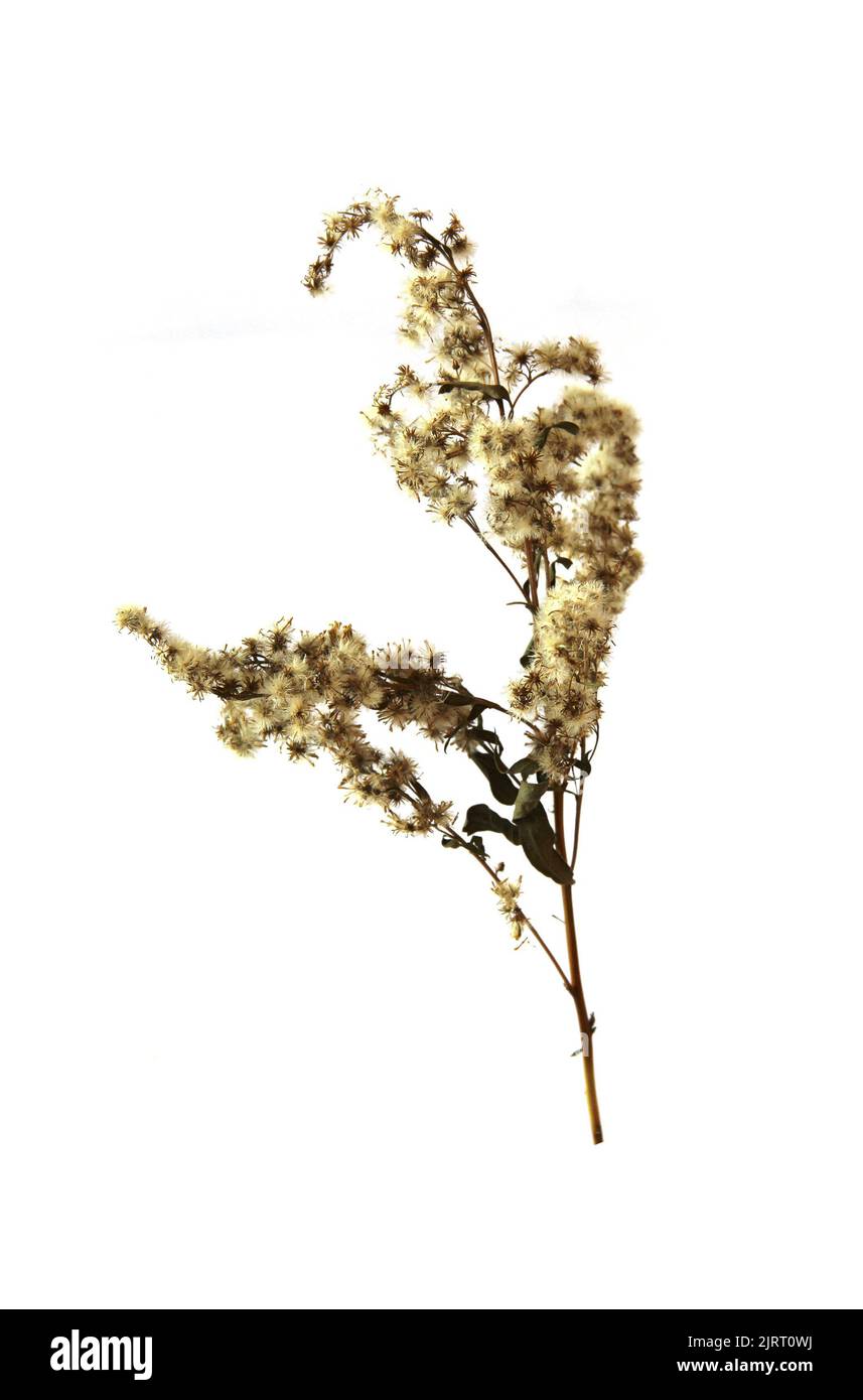 twisted grass stalk curls shoots down umbrellas seeds, twigs covered ...