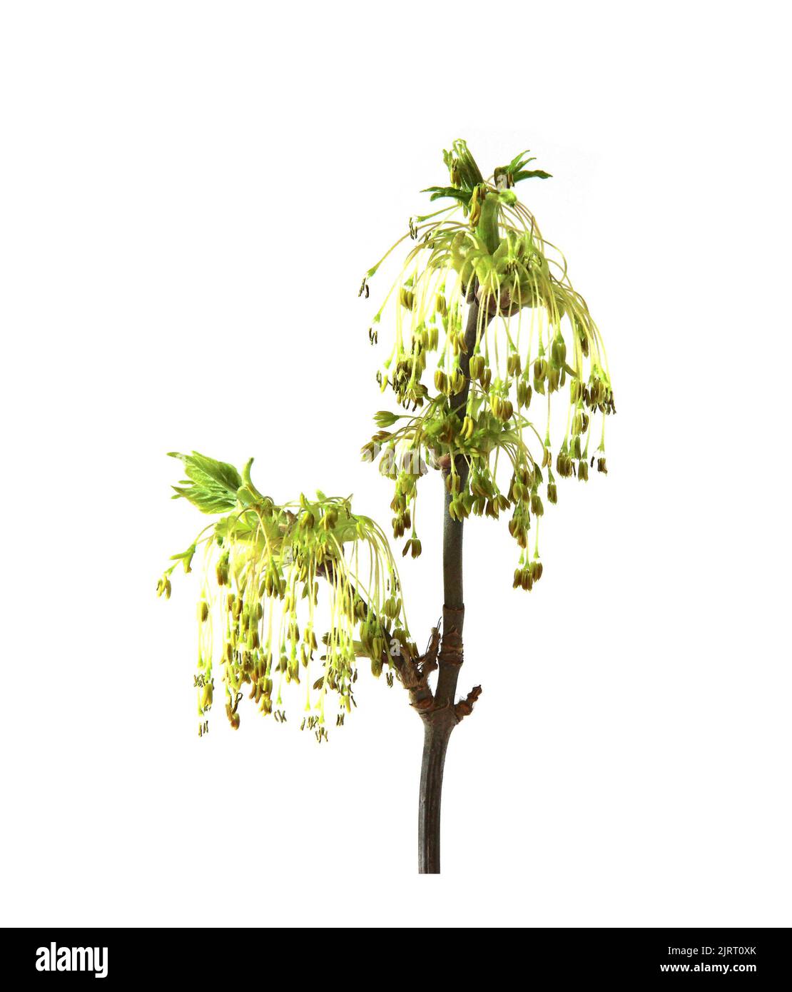 Flowering maple branch, blossoming branch of catkins willows close up ...