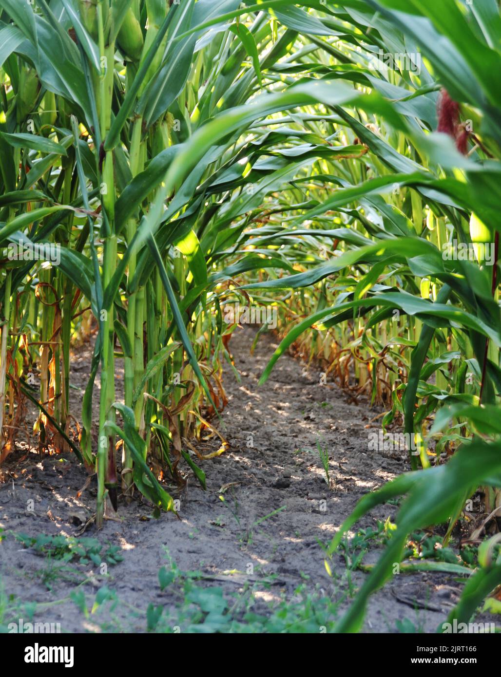 Fodder corn hi-res stock photography and images - Alamy