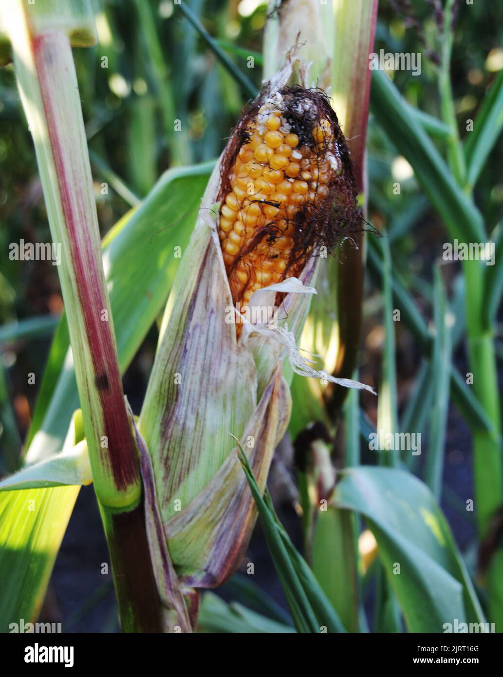A corn cob in a corn field. Close up picture Stock Photo - Alamy