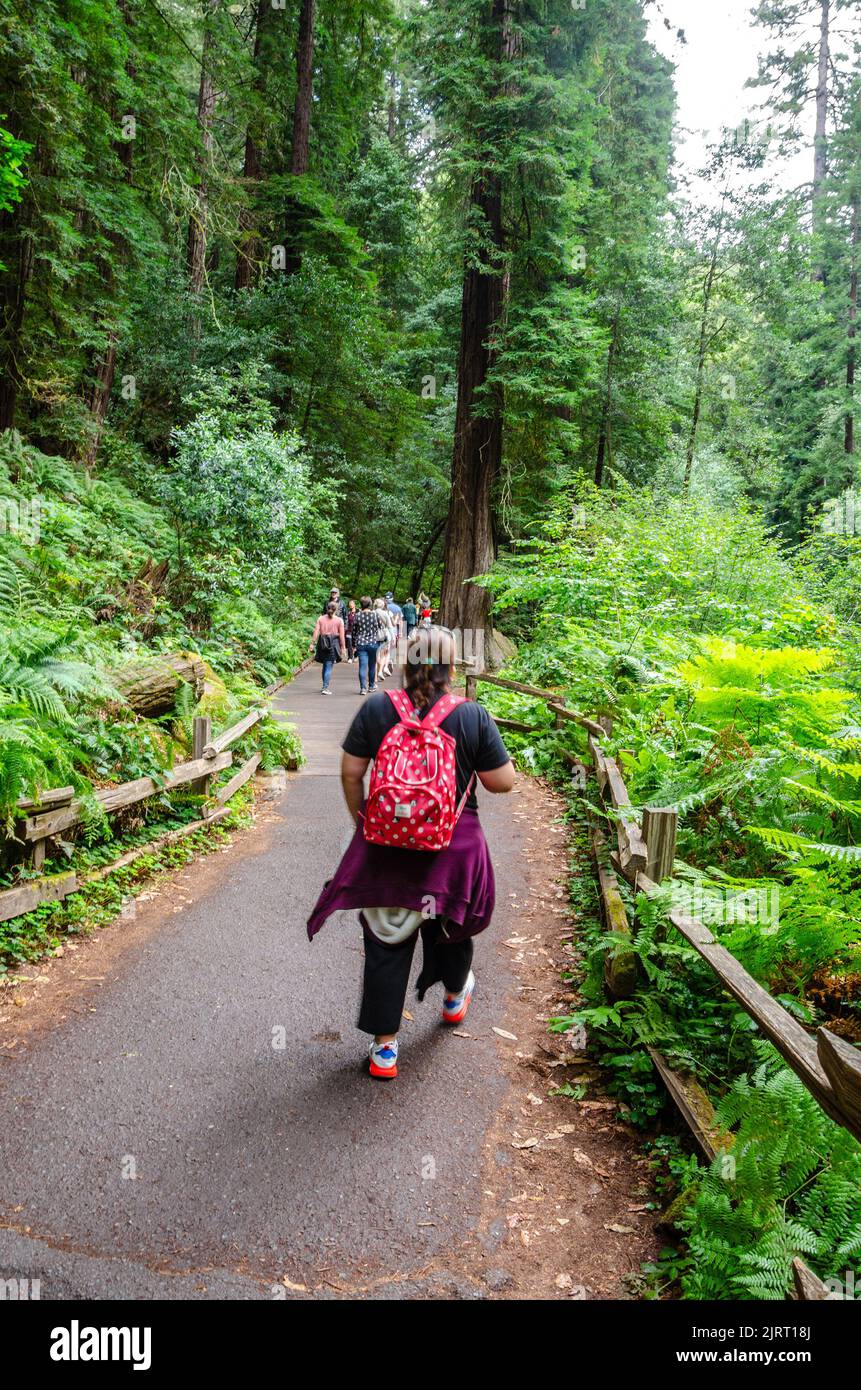 People walking along a trail past giant redwood sequoia trees through ...