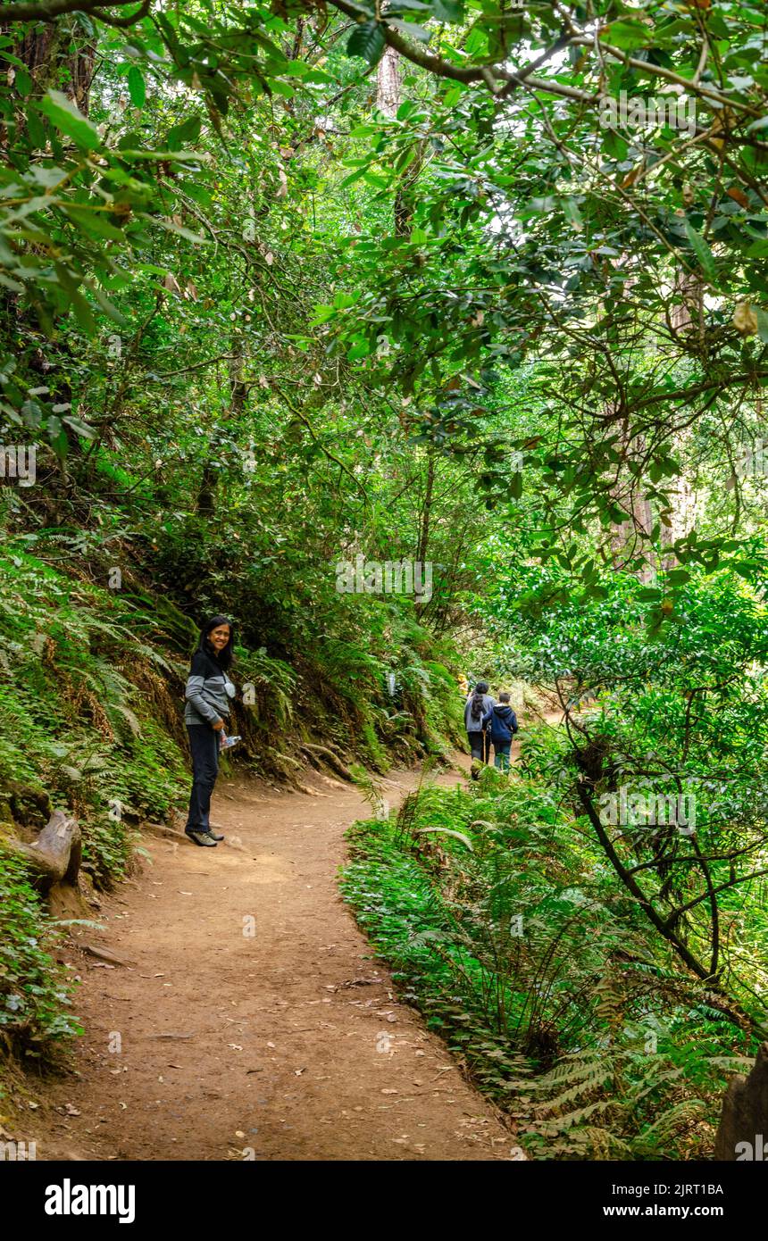 People walking along a trail past giant redwood sequoia trees through ...