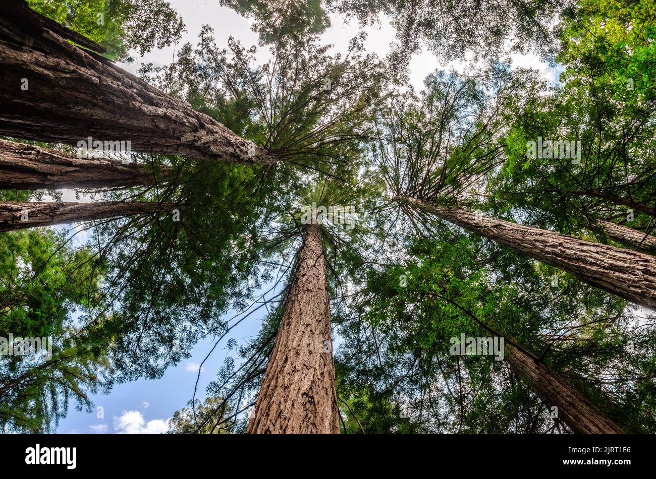 Redwood trees canopy hi-res stock photography and images - Alamy