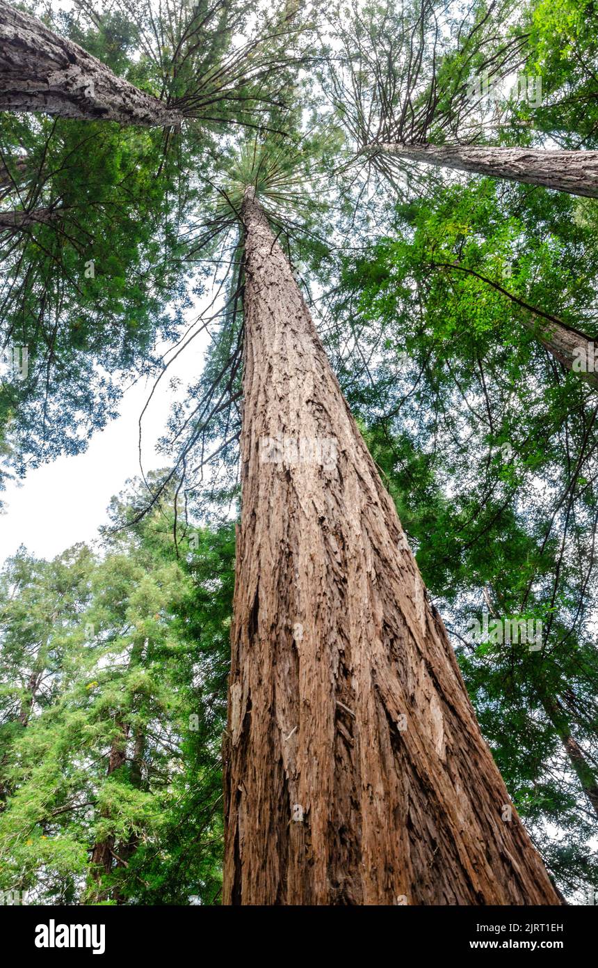Redwood trees canopy hi-res stock photography and images - Alamy
