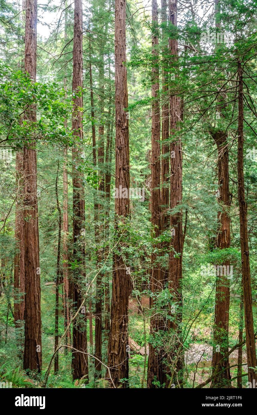 Tall redwood sequoia trees in Muir Woods in Marin County, California ...