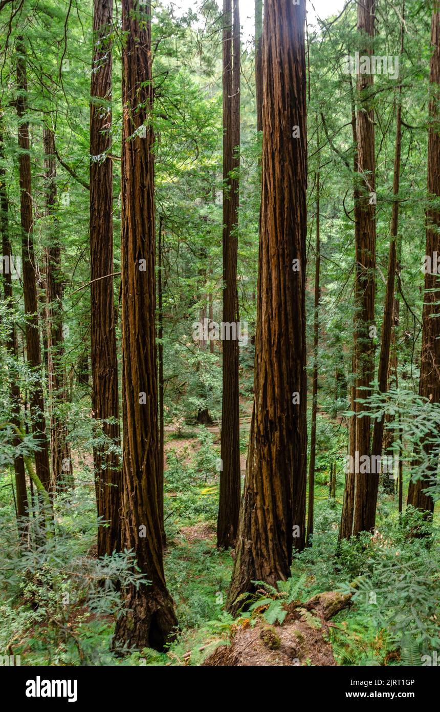 Tall redwood sequoia trees in Muir Woods in Marin County, California ...