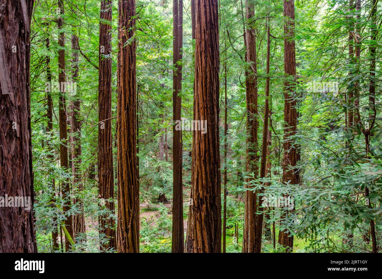 Tall redwood sequoia trees in Muir Woods in Marin County, California ...