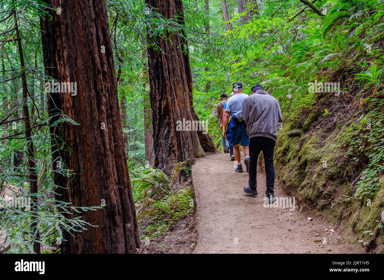 People walking along a trail past giant redwood sequoia trees through ...