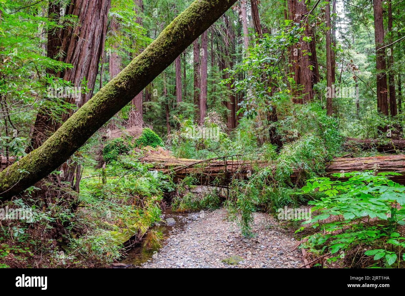 A tree had fallen across a stream in woodland populated by redwood ...