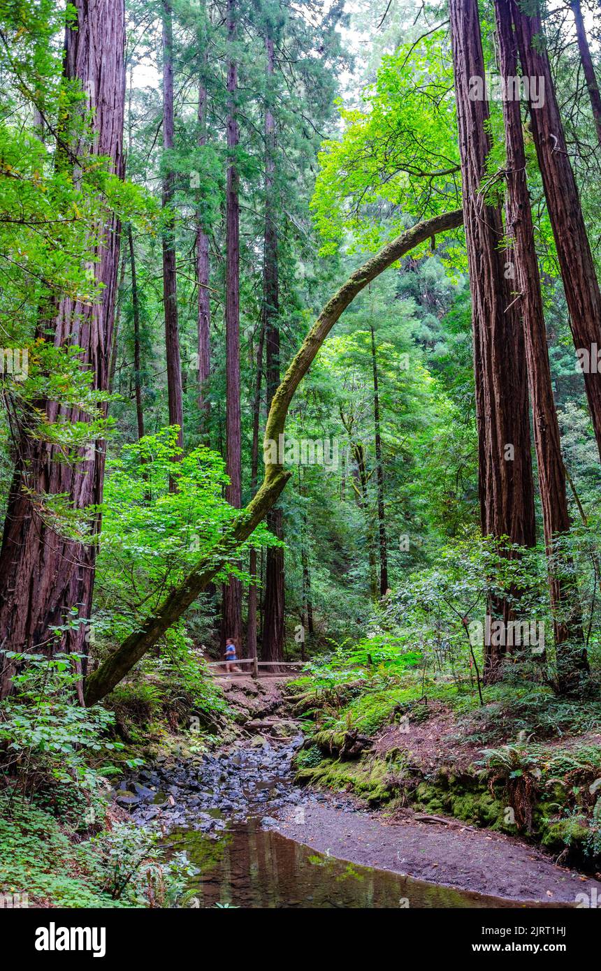 A clearing in the middle of a forest of Redwood Sequoia trees at Muir ...