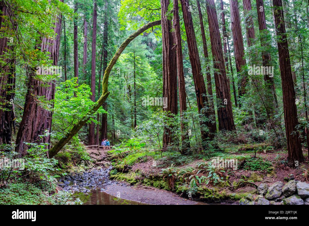 A clearing in the middle of a forest of Redwood Sequoia trees at Muir ...