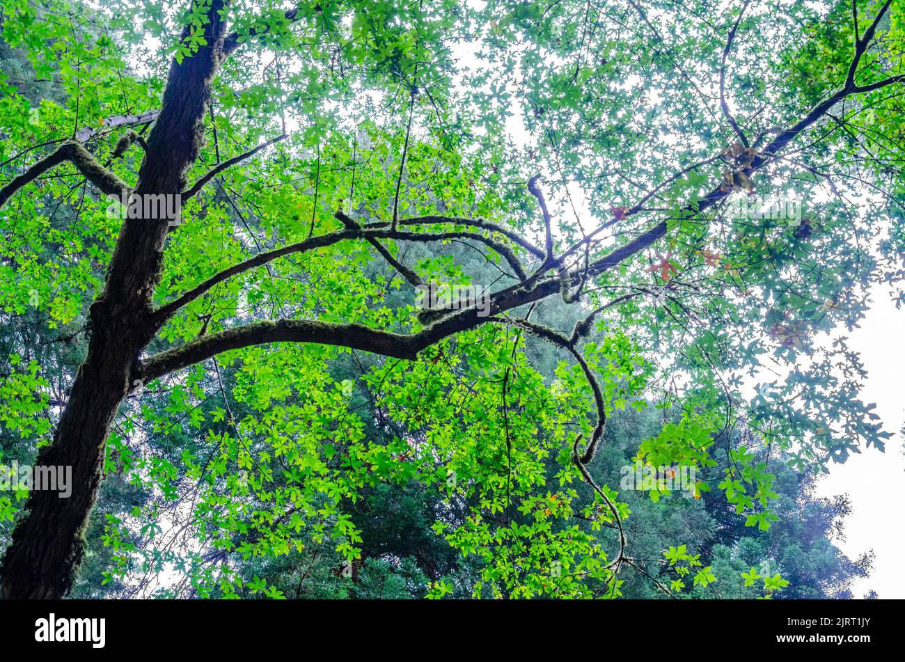 Summer leaves on trees in woods hi-res stock photography and images - Alamy