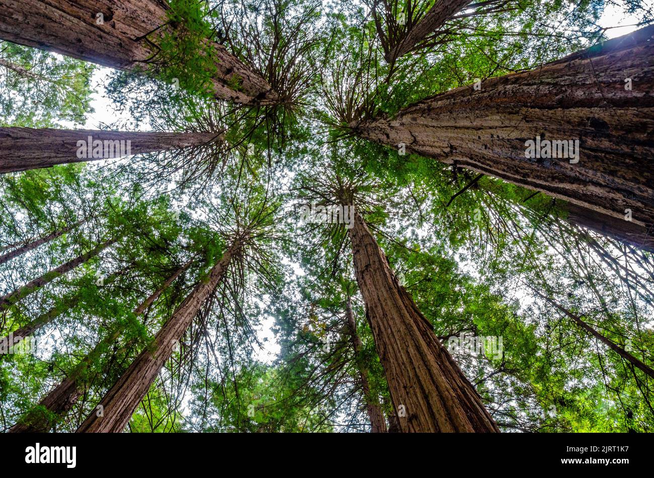 Canopy woods hi-res stock photography and images - Alamy