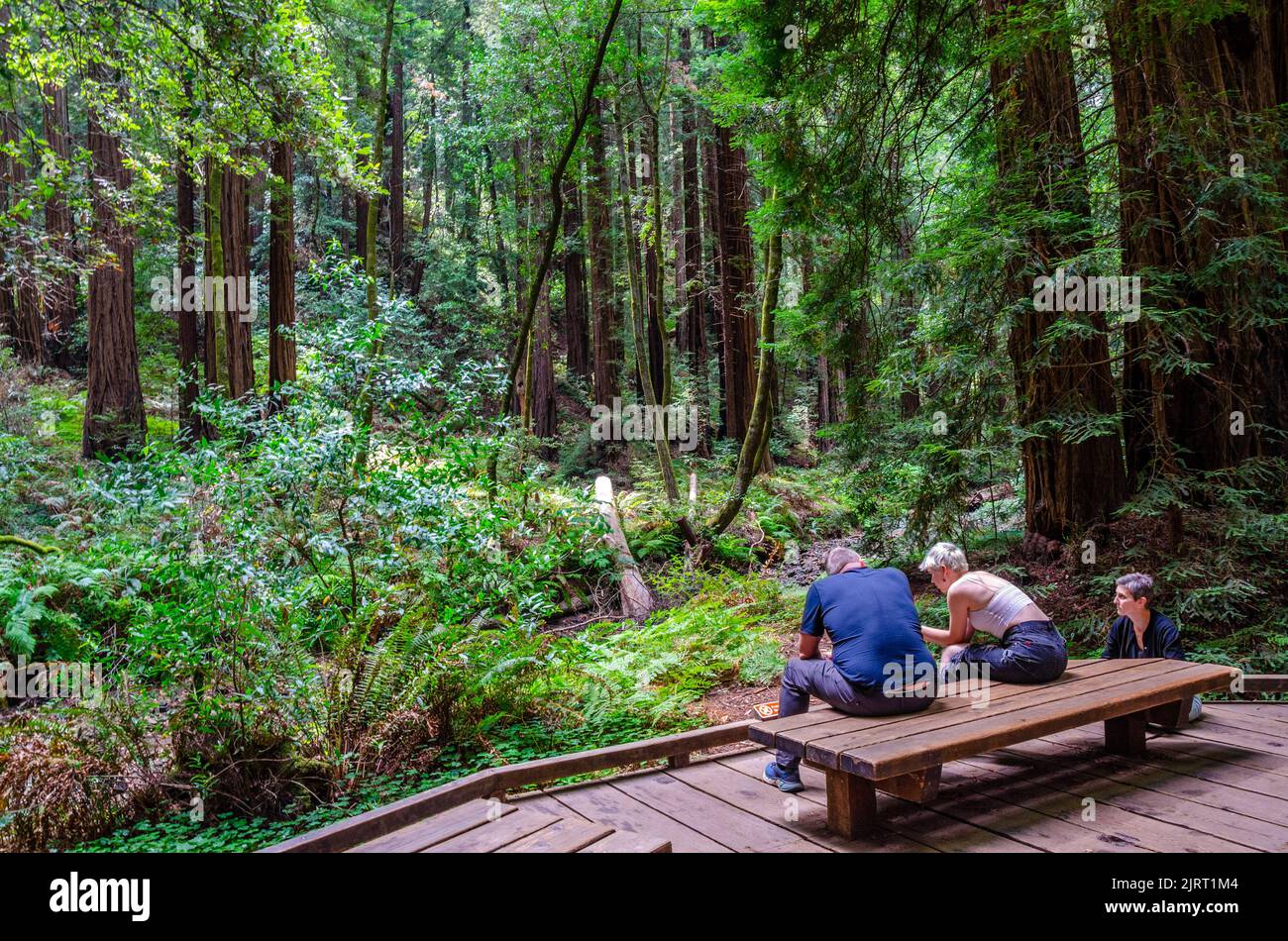 Visitors to Muir Woods in Marin County, California, USA sit and rest on ...
