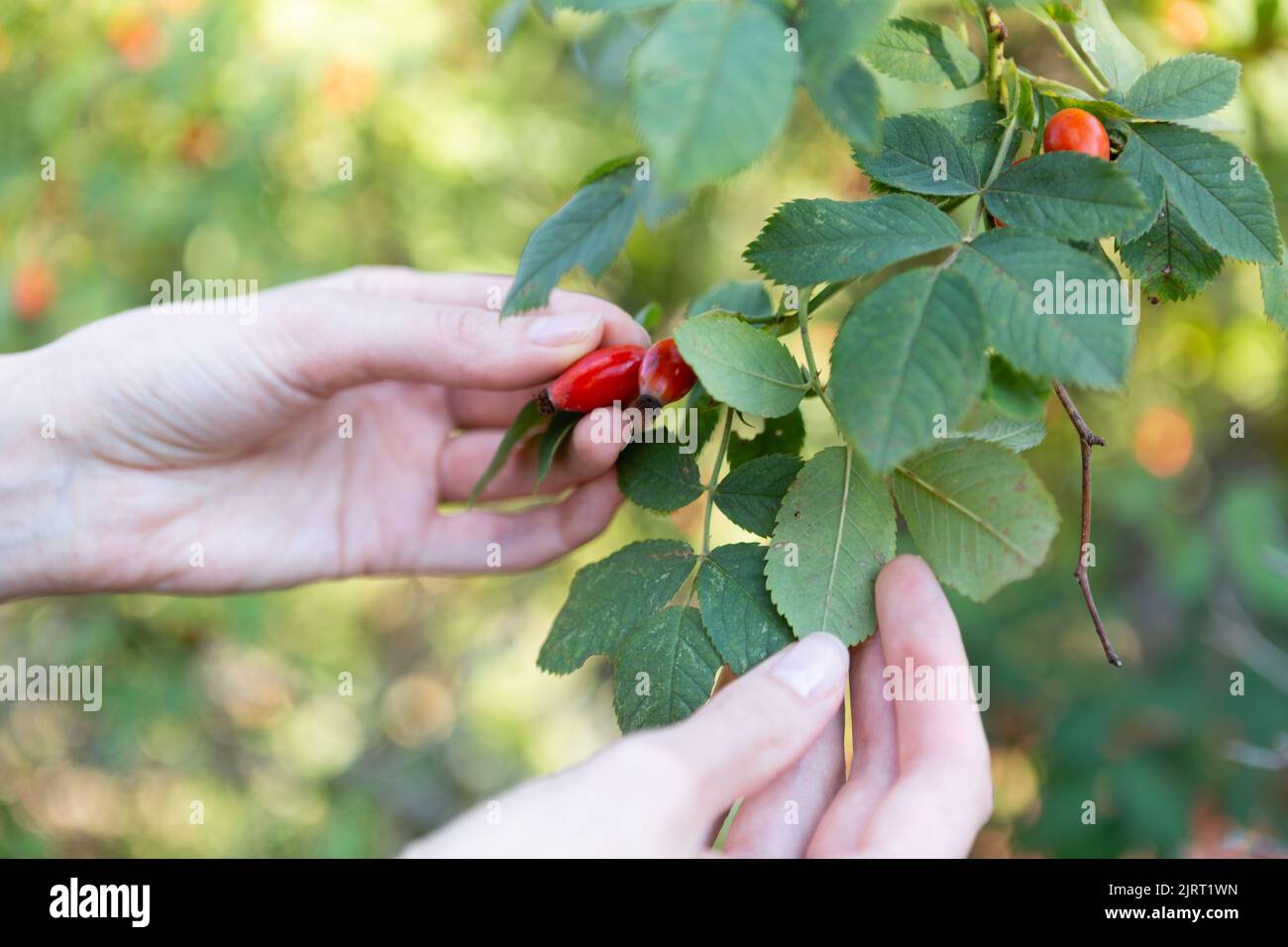 Two hands hold rose hips by the bush Stock Photo - Alamy