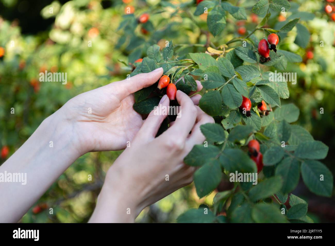 Two hands hold rose hips by the bush Stock Photo - Alamy