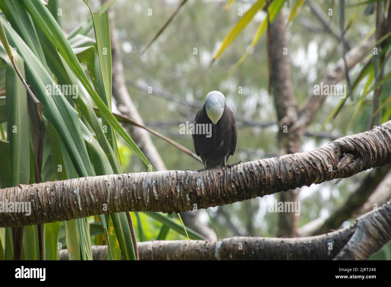 A closeup shot of sea bird tern white capped noddy sitting on branch in ...