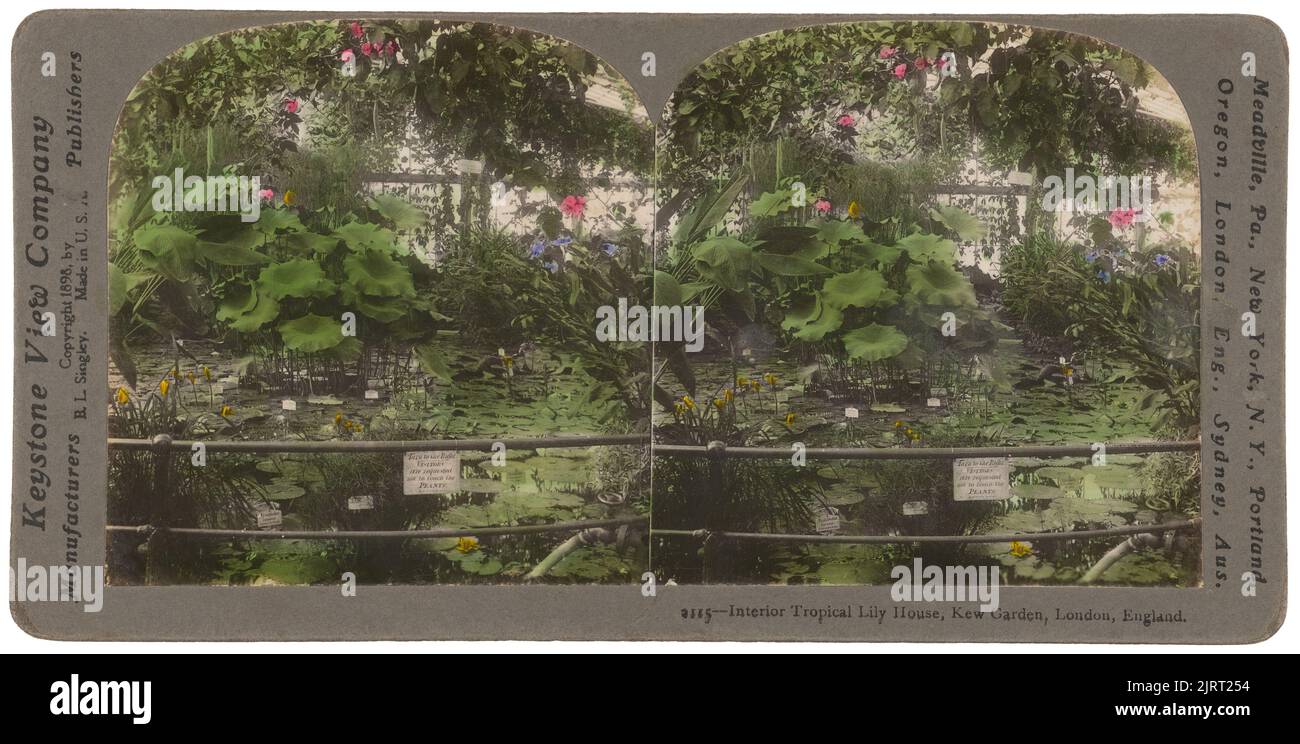 Interior Tropical Lily House, Kew Garden, London, England, 1898, Kew ...