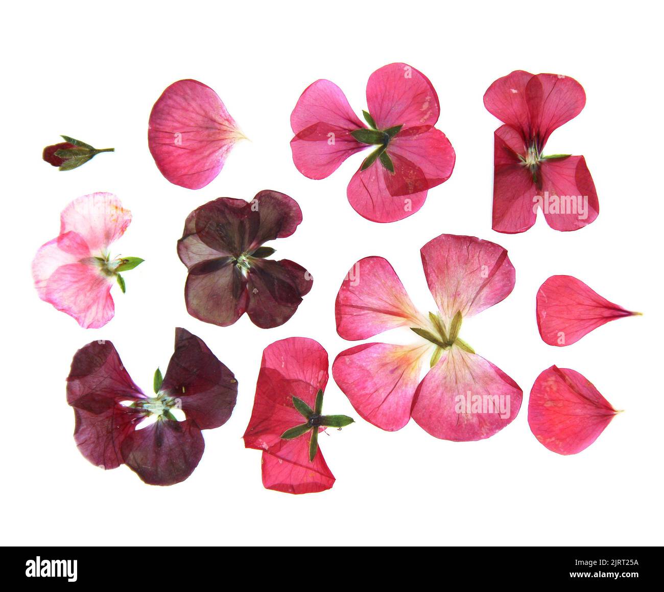 Pressed multicolour geranium set perspective. Dry delicate isolated ...