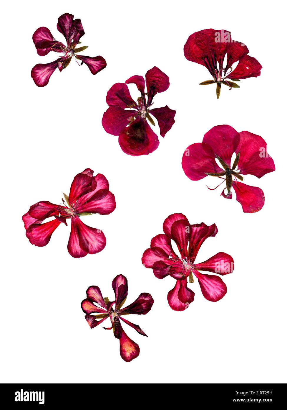Terry red decorative geranium perspective, dry pressed delicate flowers ...