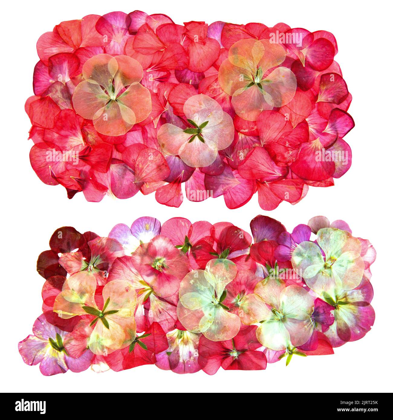 Border of red pink brown geranium perspective, part of frame made of ...