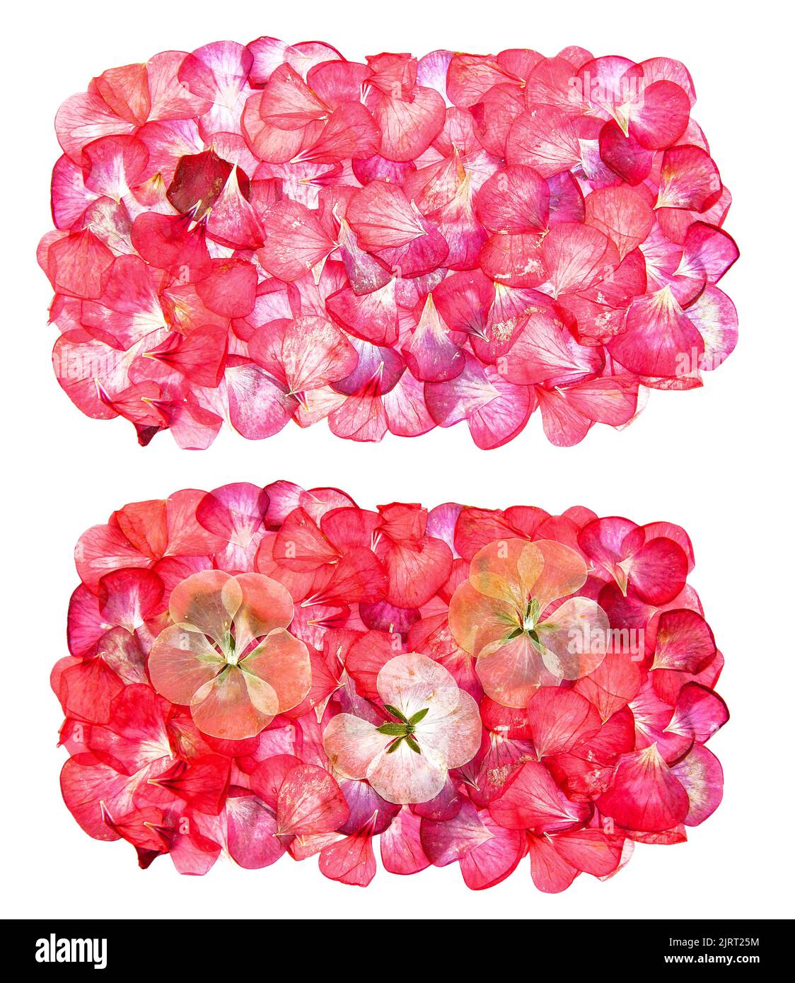 Pelargonium and border hi-res stock photography and images - Alamy