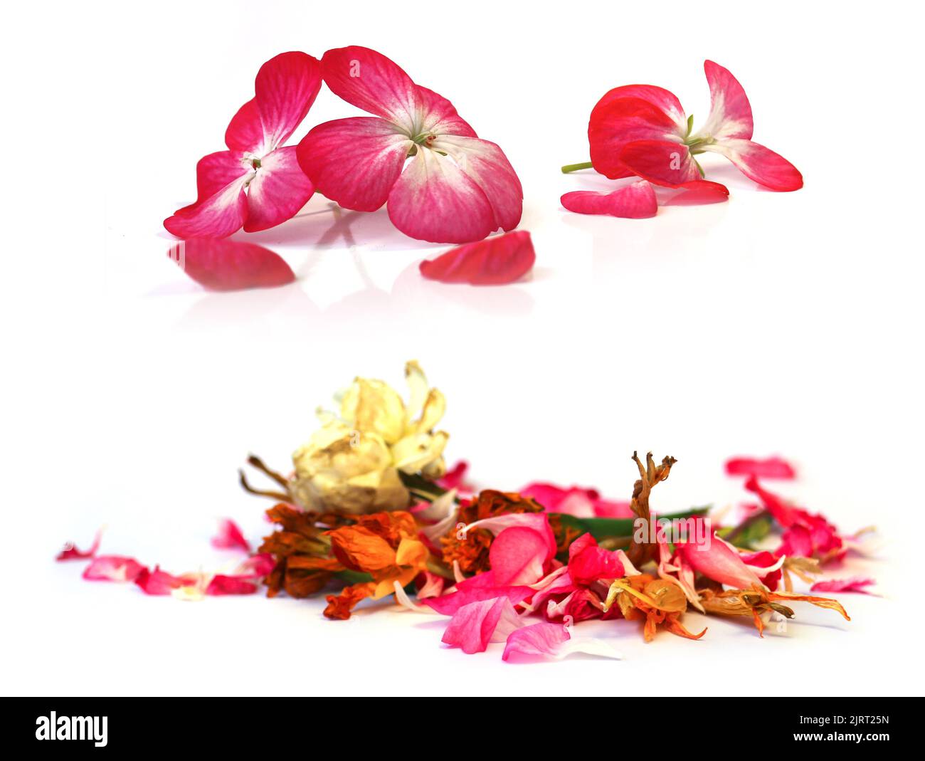 geranium, petunia, dry delicate flowers, leaves and petals of pressed ...