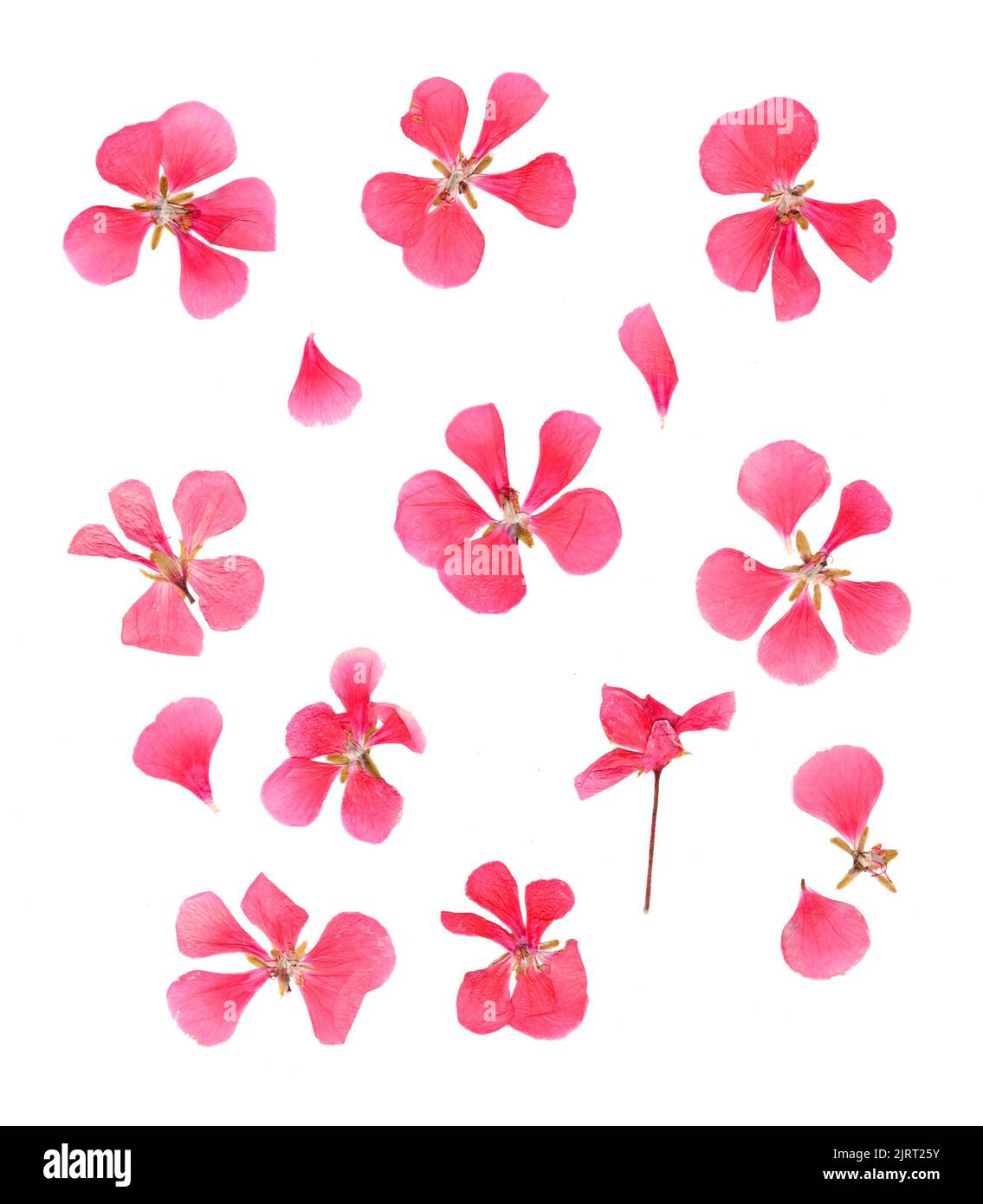 series dried pressed petals of flowers of delicate pink geranium ...