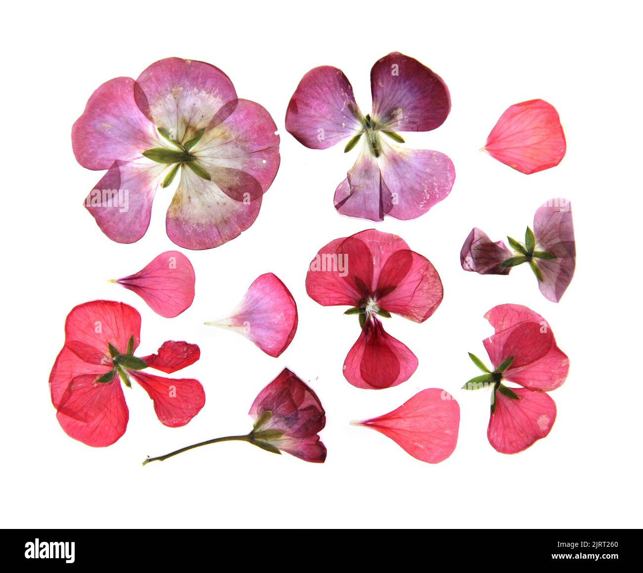 Pressed multicolour geranium set perspective. Dry delicate isolated ...