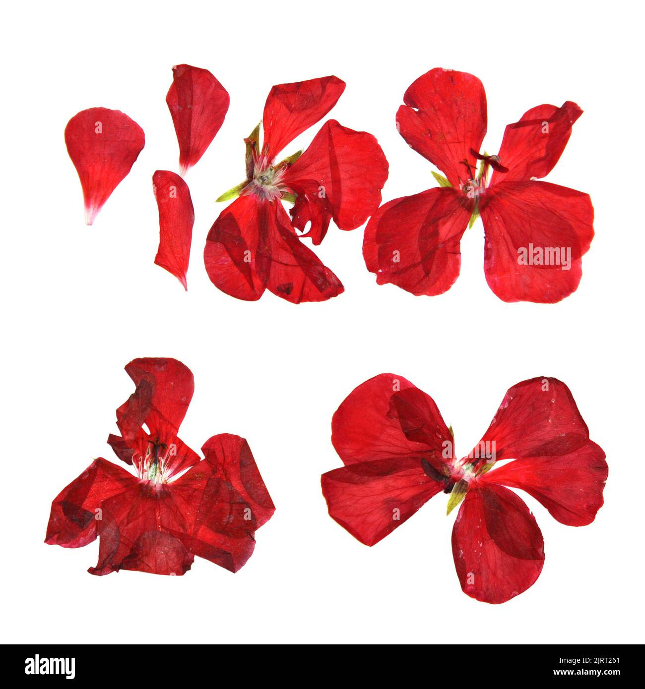 geranium, dry delicate flowers, leaves and petals of pressed, red ...