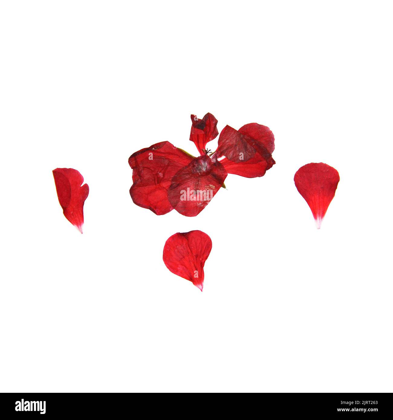 geranium, dry delicate flowers, leaves and petals of pressed, red ...