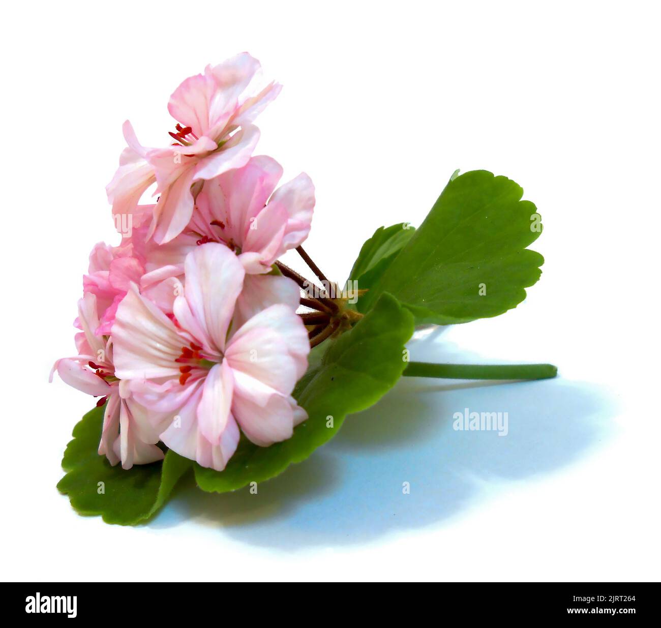 geranium flowers in the shape of roses fresh on the green leaf Stock ...