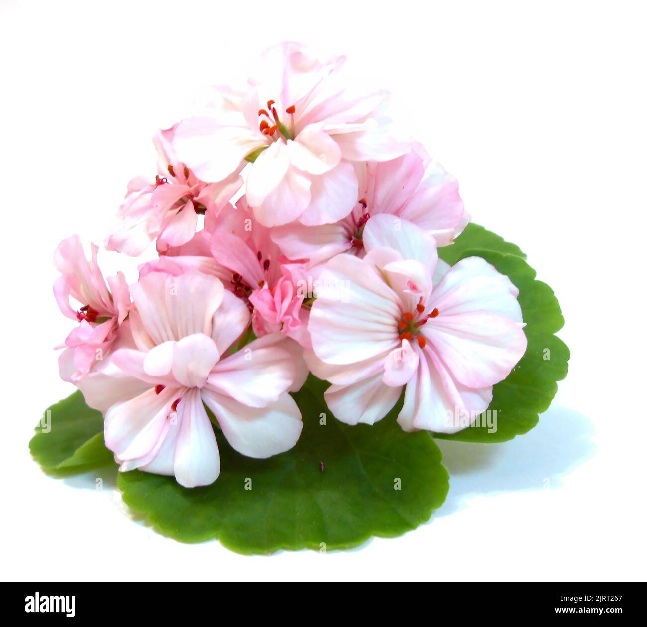 geranium flowers in the shape of roses fresh on the green leaf Stock ...