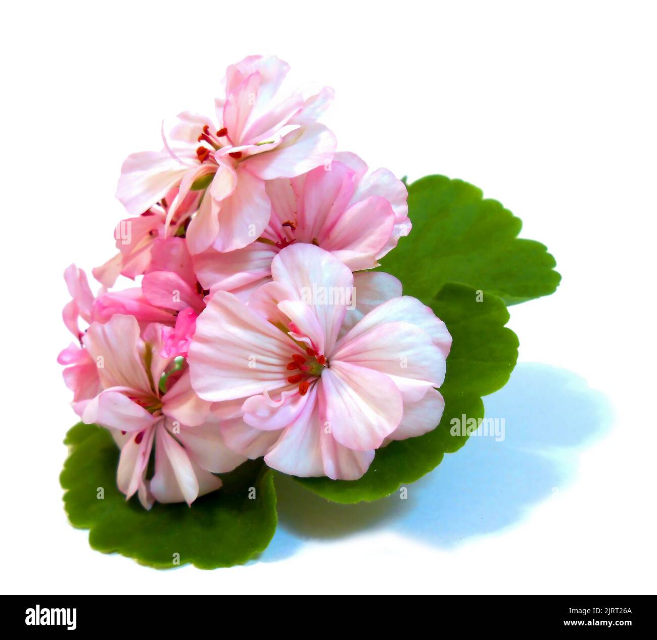 geranium flowers in the shape of roses fresh on the green leaf Stock ...