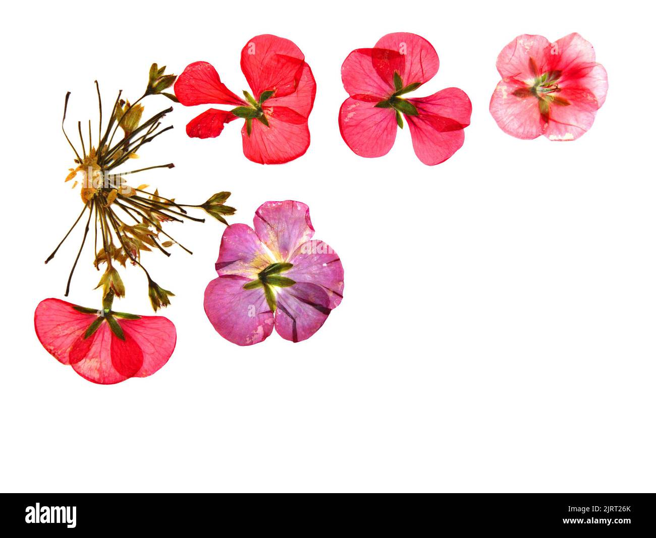 red pink brown geranium perspective, dry delicate flowers and petals of ...
