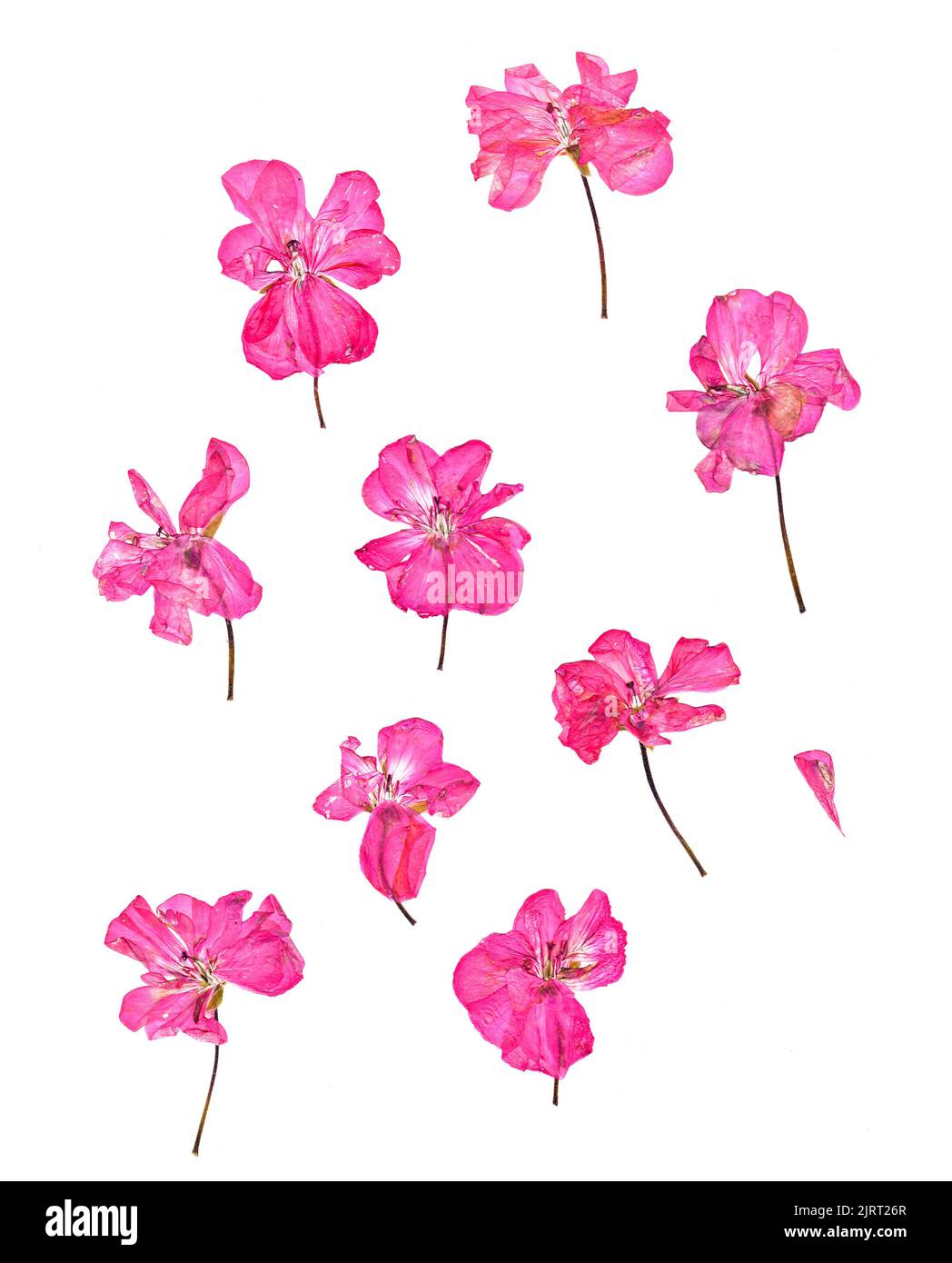 Pressed pink geranium set perspective. Dry delicate isolated flowers ...