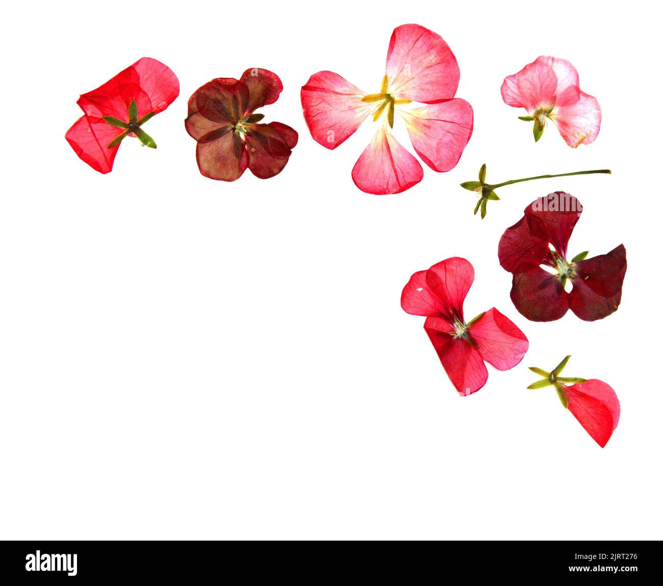 red pink brown geranium perspective, dry delicate flowers and petals of ...