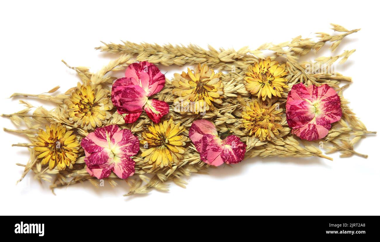 dried fall leaves of plants corn, rose, chrysanthemum isolated elements ...
