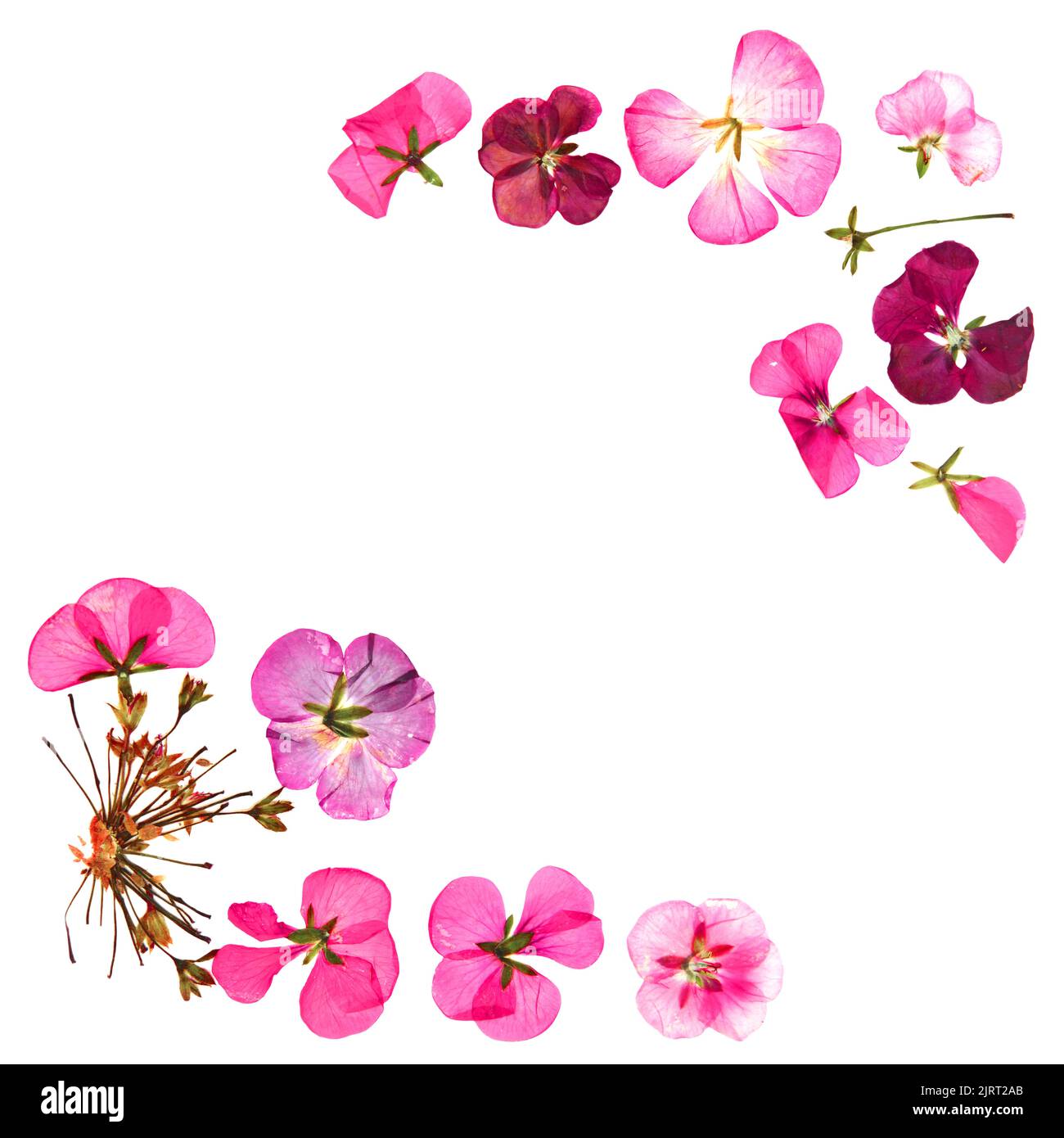 Border of red pink brown geranium perspective, part of frame made of ...