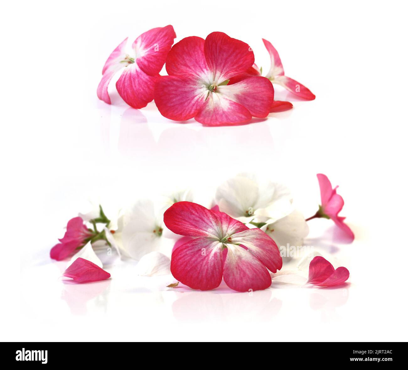 white pink geranium perspective, fresh delicate flowers and petals of ...