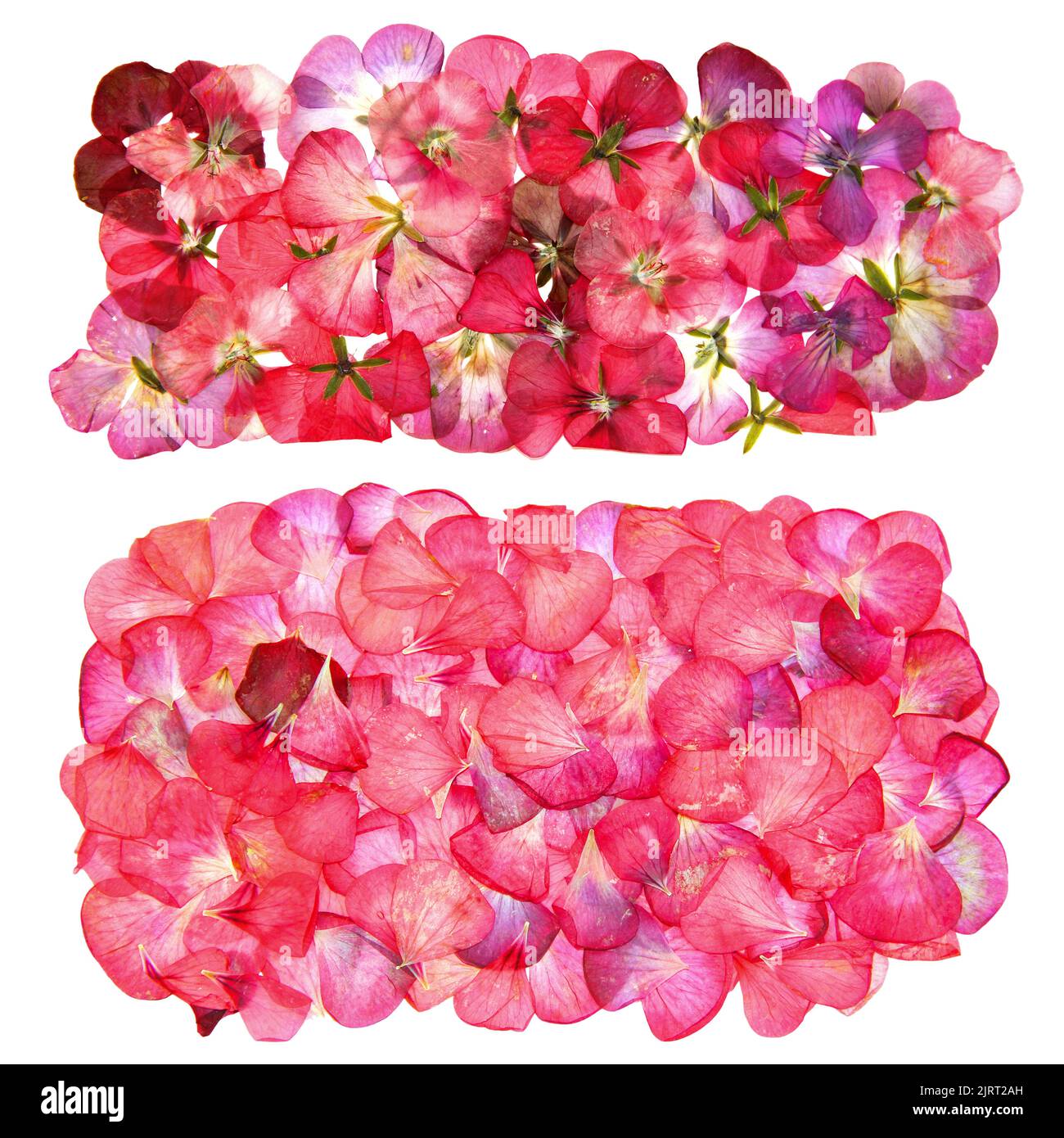 Border of red pink brown geranium perspective, part of frame made of ...