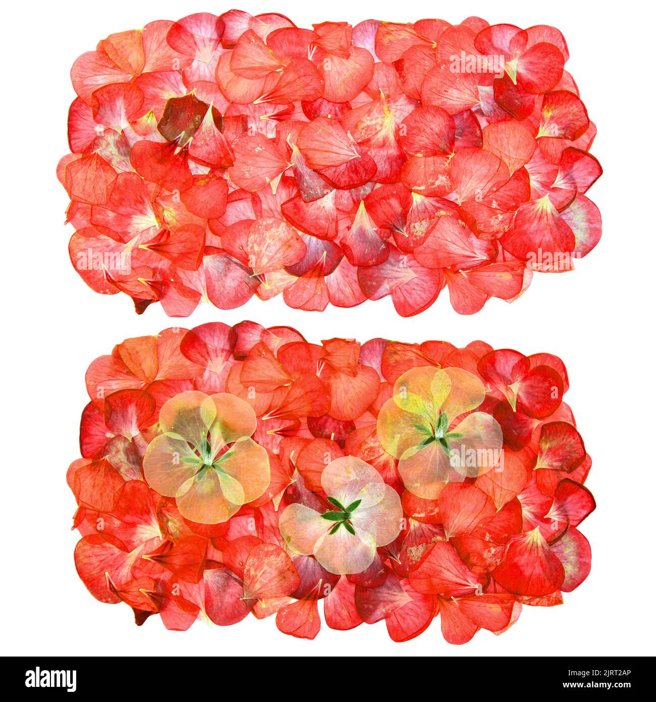 Geranium flower border Cut Out Stock Images & Pictures - Alamy