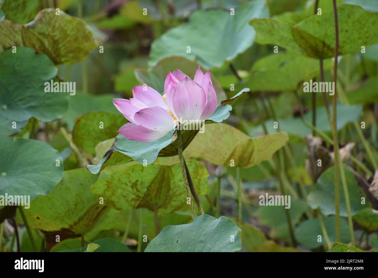 Red lotus flower hi-res stock photography and images - Alamy